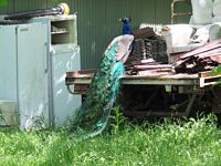 Norville Australia - Universe - Biodiversity - Birds